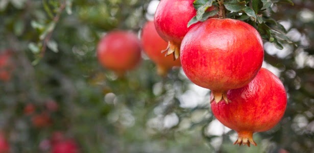 Granada Planta, tener fruta fresca y atraer la prosperidad en todo el año