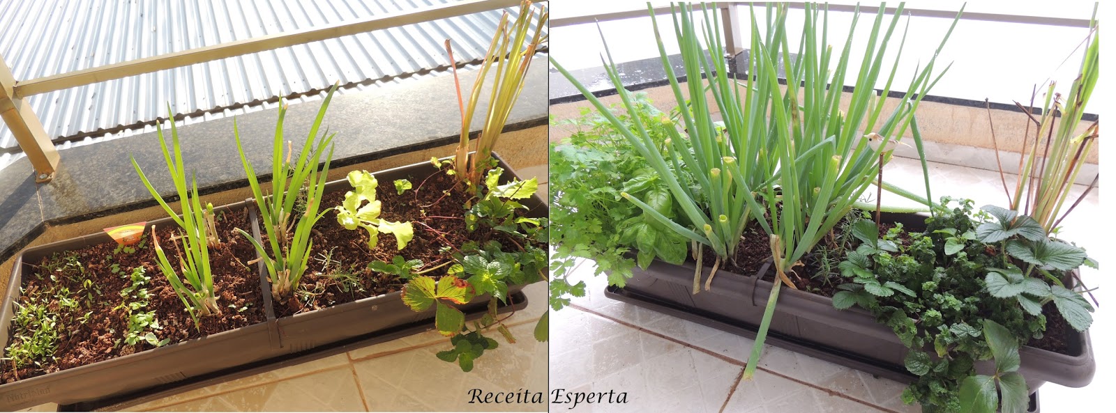 FRUTOS DA MINHA HORTINHA - Priscila Schulz | RECEITA ESPERTA - Moda e ...