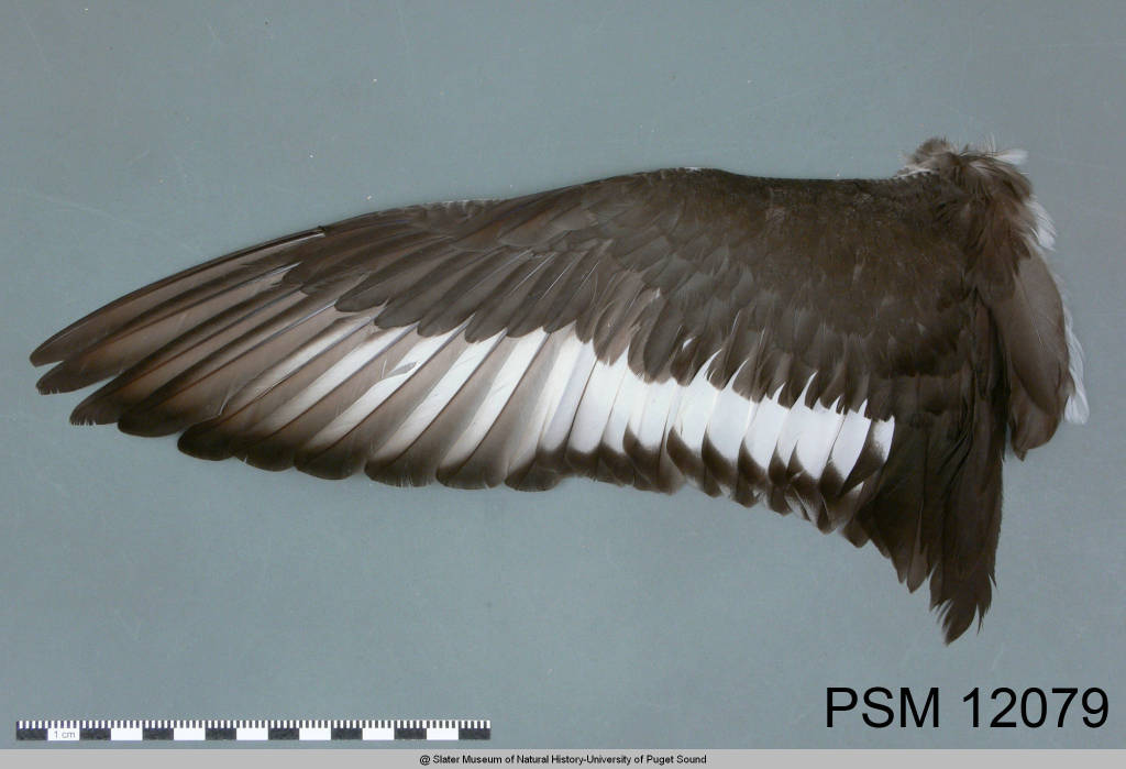 Oxon Birding Blog: Presumed hybrid Lesser x Greater Scaup Farmoor Reservoir