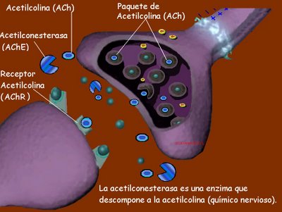 psicofisiolofiagimena: LOS NEUROTRANSMISORES _ LA ACETILCOLINA