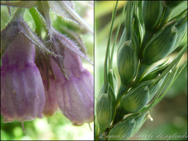 Lumea de dincolo de oglinda: June 2013