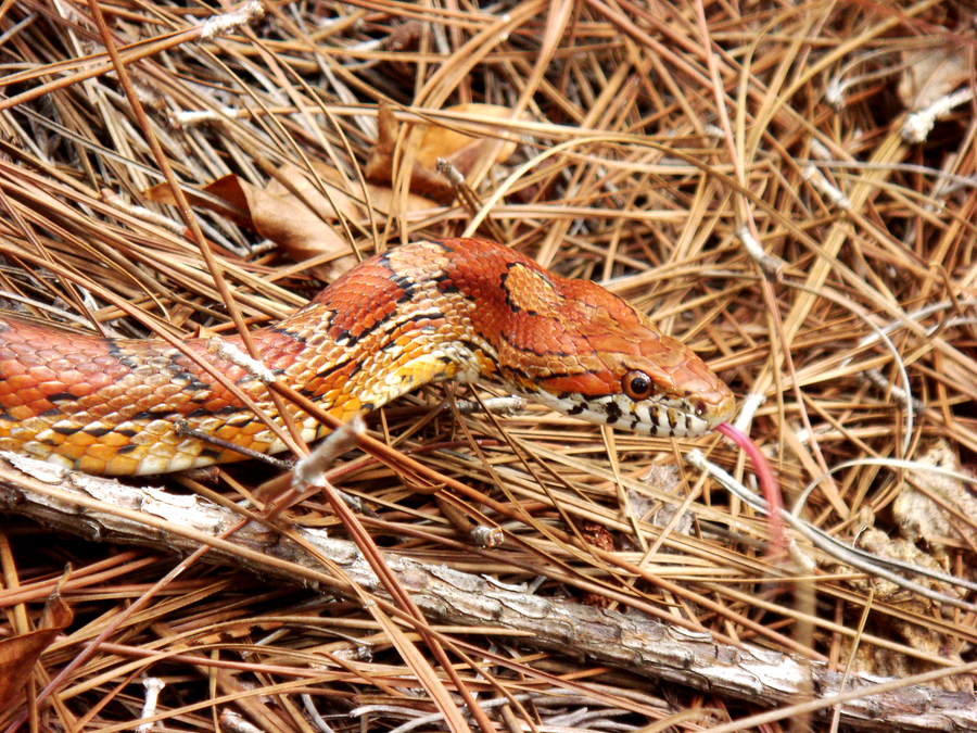 Our Beautiful World: Beautiful red snakes