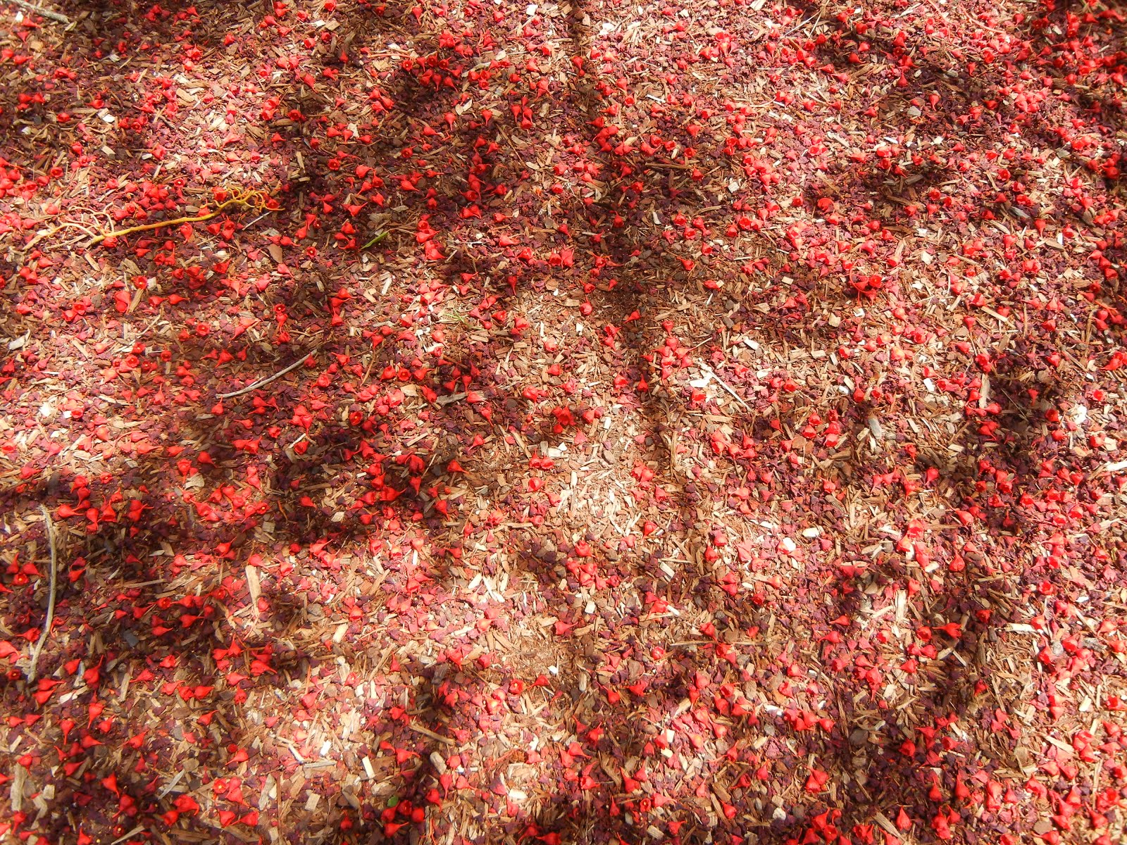 Sydney - Australia: Illawarra Flame Tree