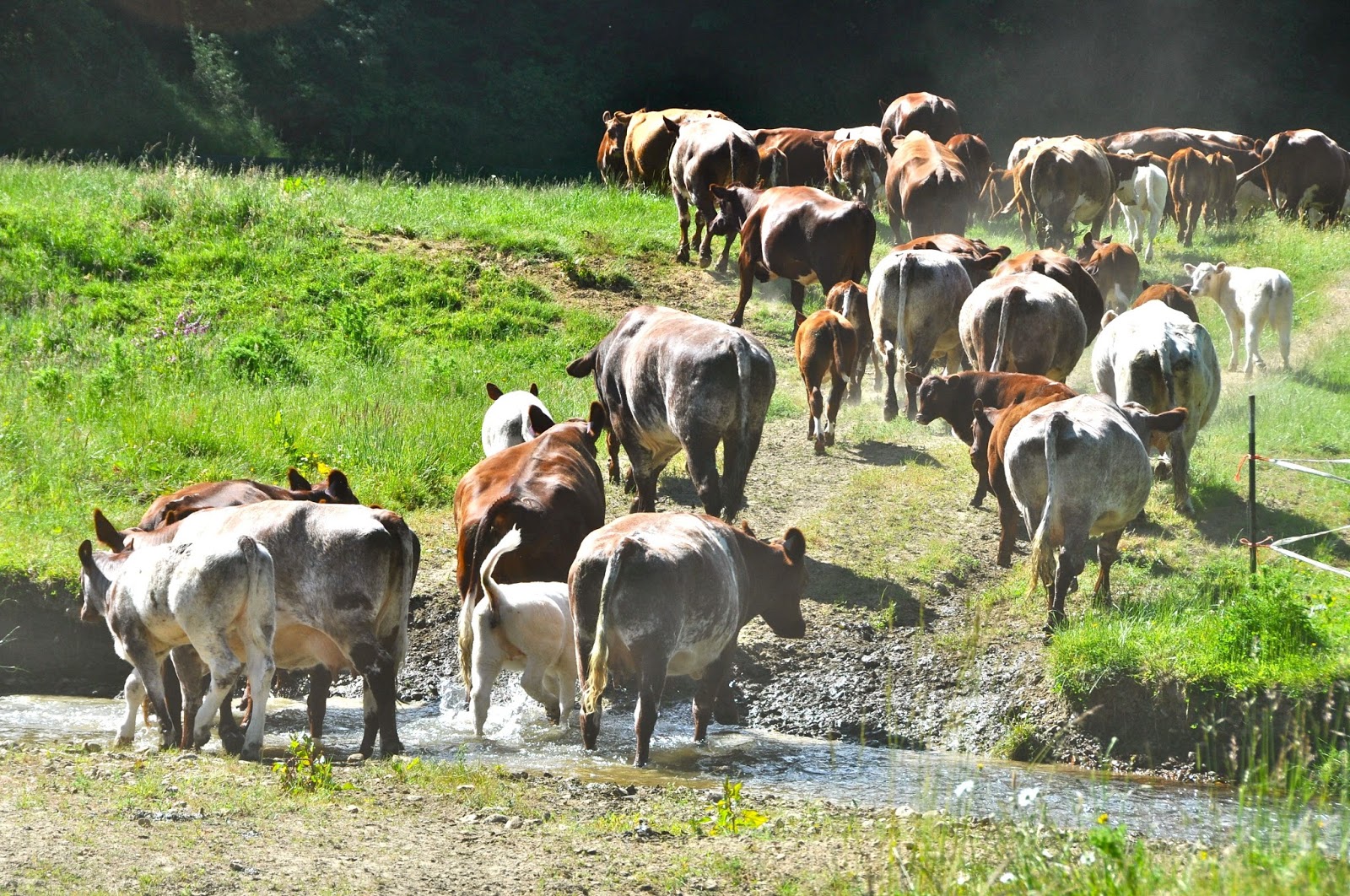 LuAnn Kessi: Working Cattle...