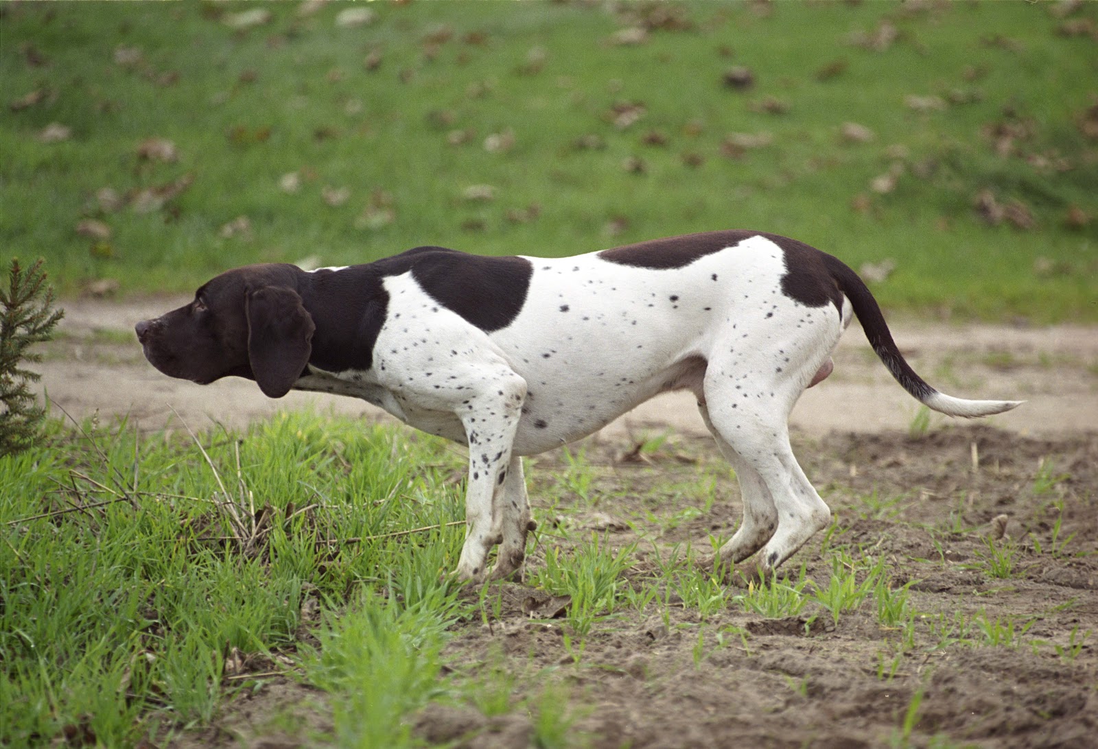 Pointing Dog Blog: Breed of the Week: The Old Danish Pointer