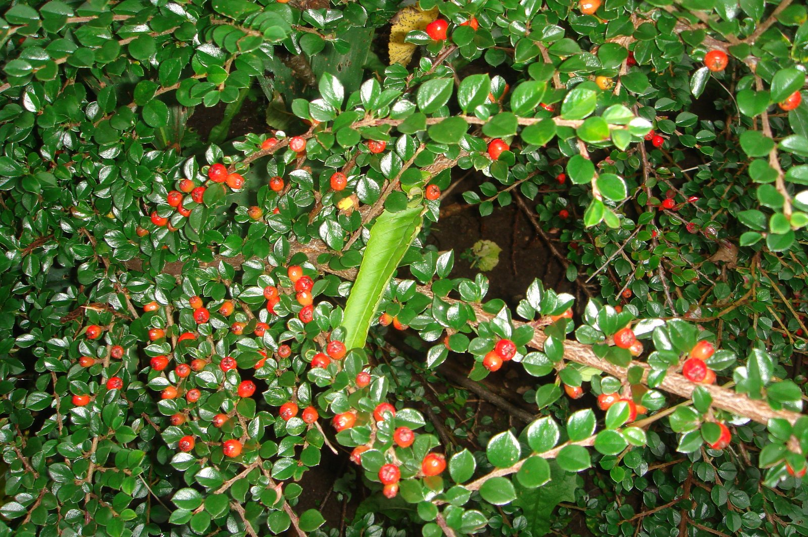 Aiahullu rõõmud ja mured: Vihmased ja viimased?