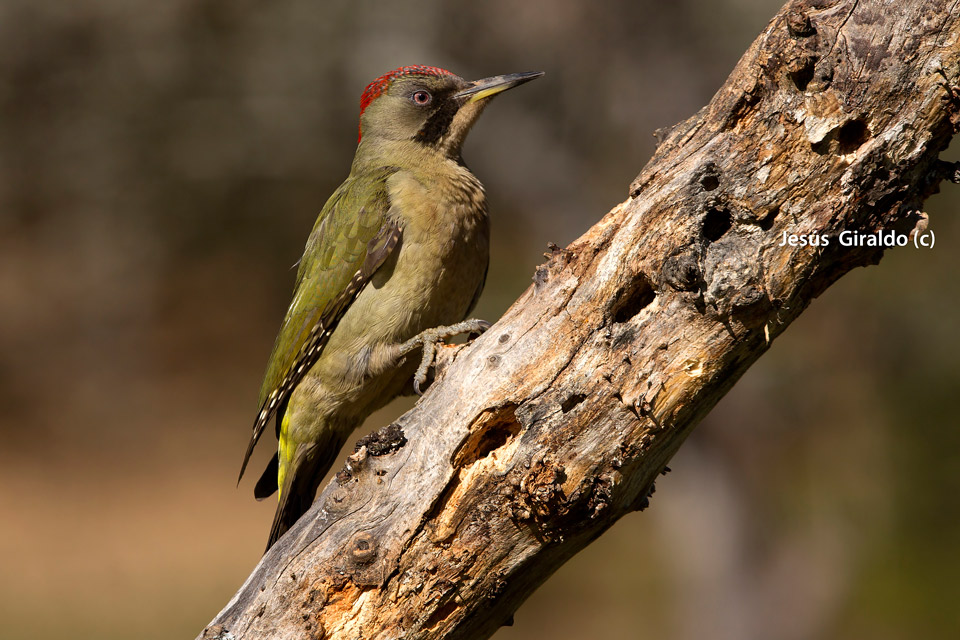 Jesús Giraldo Gutiérrez del Olmo. Visión natural: PITO REAL
