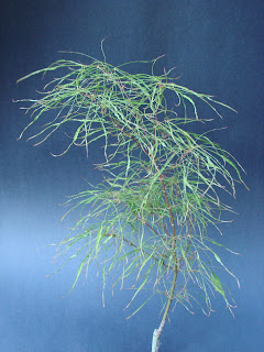 The Conservative Kitchen Table: Here's What's Blooming