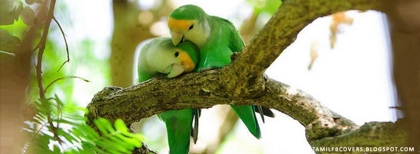 My India FB Covers: Green Love Birds - Animal FB Cover