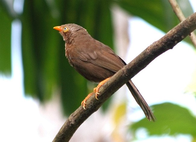 Miscellanea: Endemic Birds of Sri Lanka