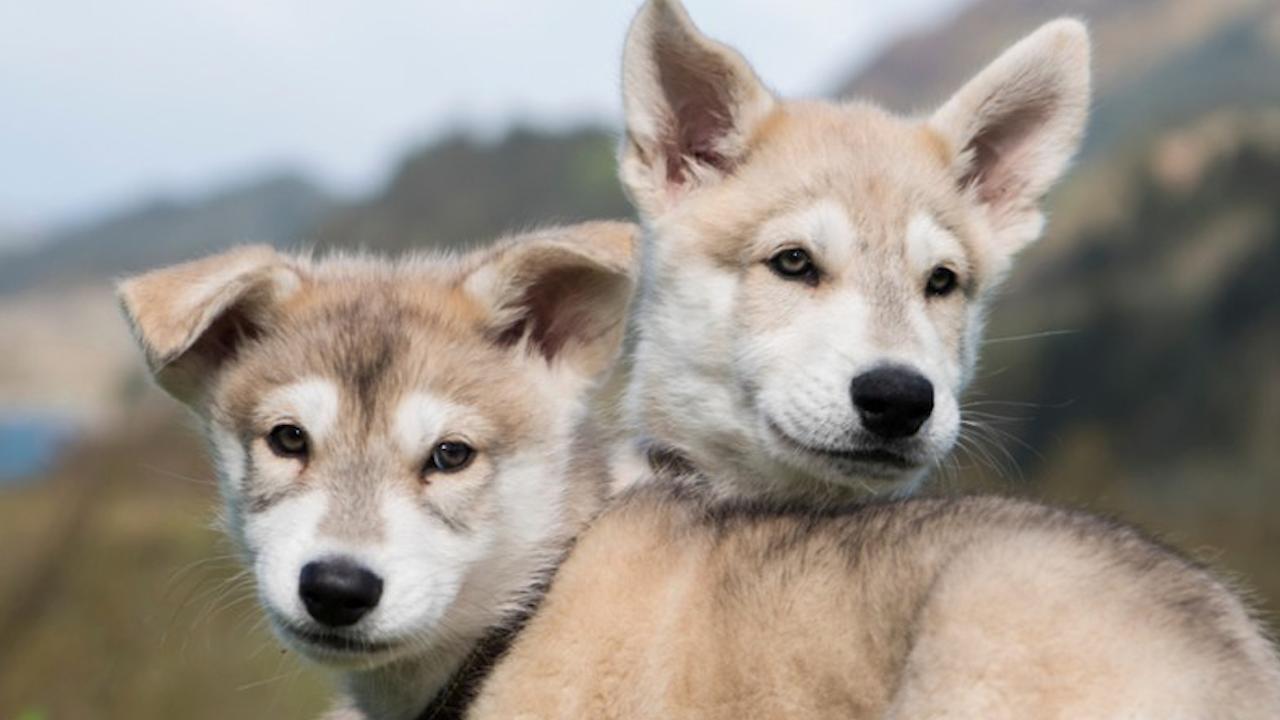 OUTLANDER - Ecco le prime immagini di Rollo! | Lost In A FlashForward