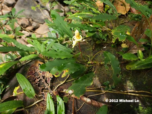 The rainforests of Borneo & Southeast Asia: Bucephalandra & Piptospatha ...