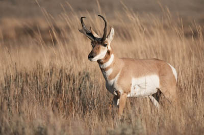 H i N o ジャン: Top 10 Fastest Mammals on Earth