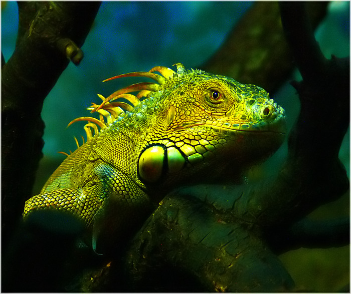 FOTO NATURA HUESCA 2: IGUANA VERDE iguana iguana Carl von Linné, 1758 ...