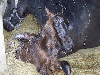 Prima Pferde: Geburt