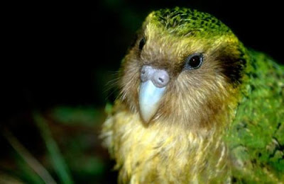 Kakapo | The Life of Animals