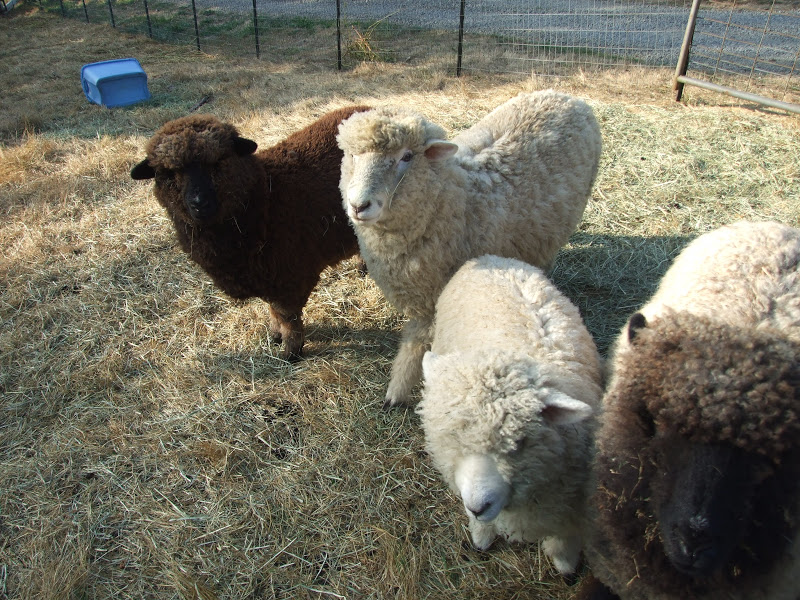 Willow Farm: Ba ba black sheep