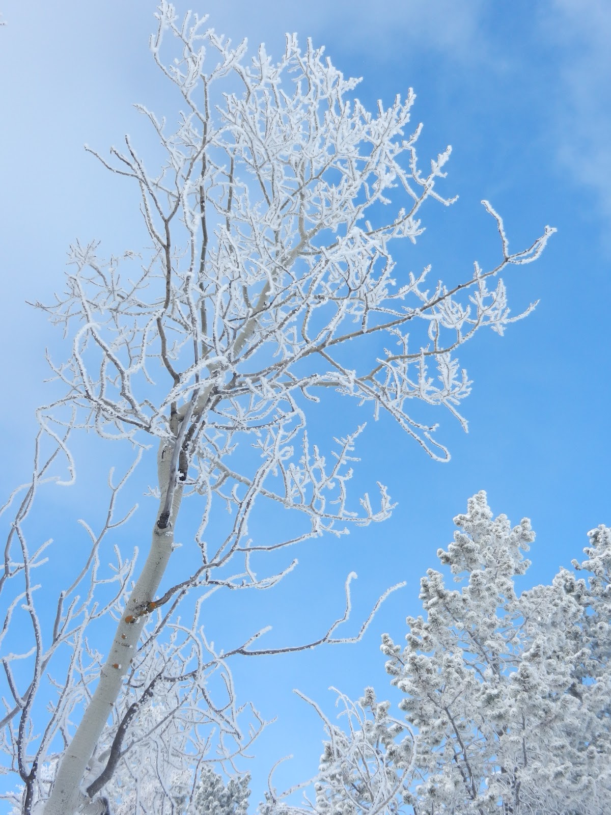 Fizzy Notions: Quaking Aspen