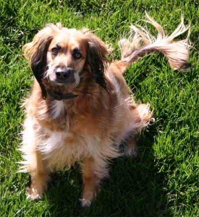 Everything about your Afghan Spaniel - LUV My dogs