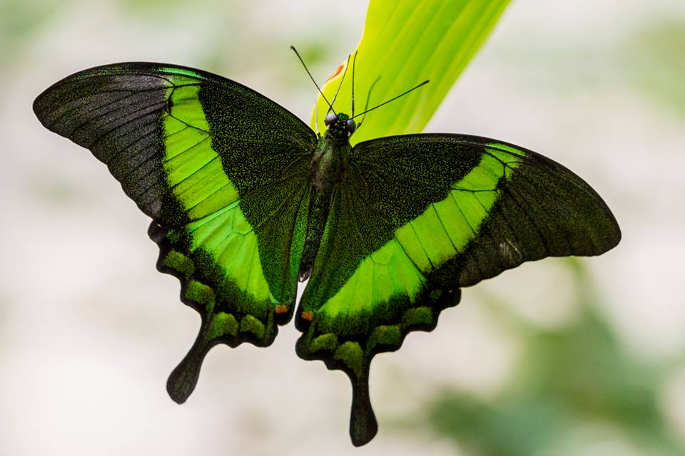 Ştiinţă pentru toţi: Papilio palinurus Fabricius, 1787 - Fluturele ...