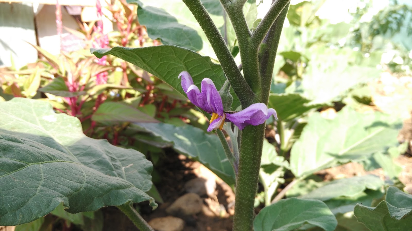 Panduan Praktis Budidaya Terong