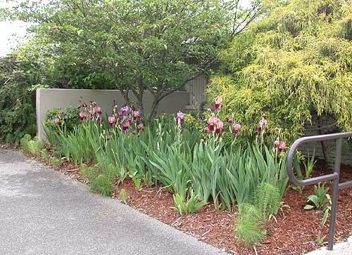 World of Irises: The Survivors - In Praise of Hardy Irises