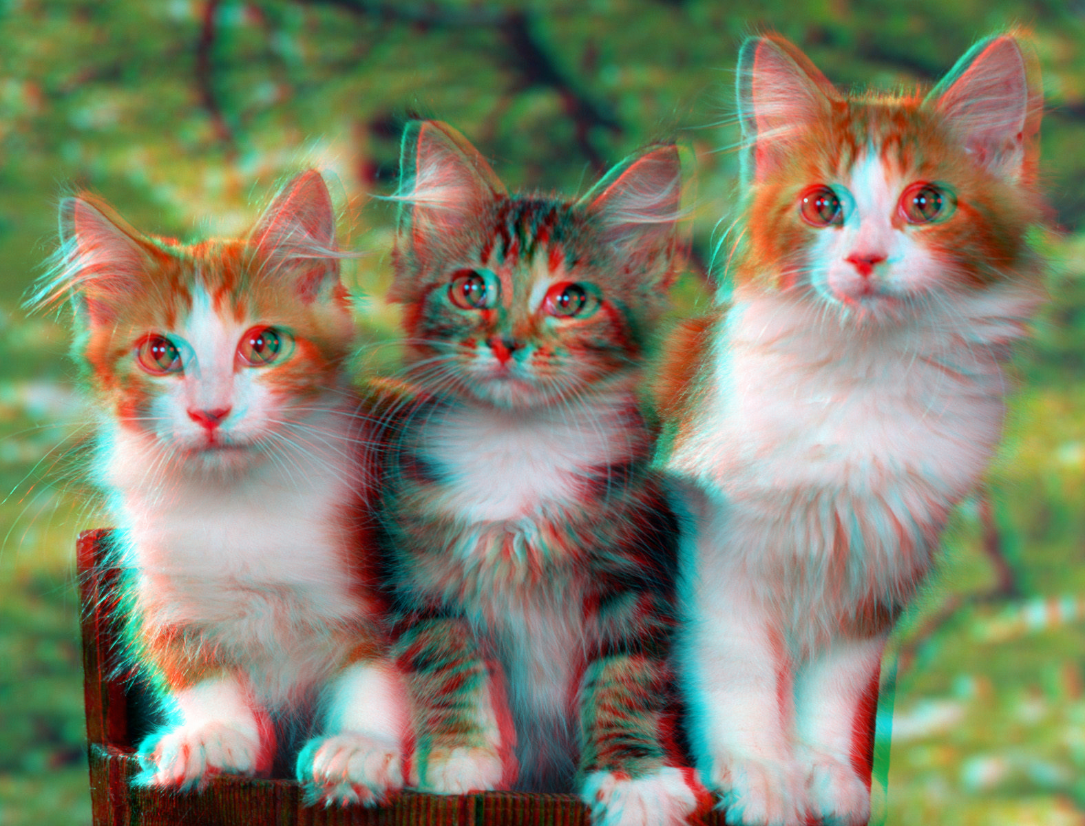 Pisici haioase: Pisici in 3D