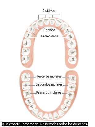 CUIDADO Y SEGURIDAD PERSONAL: ¿Cuántos Dientes Tenemos?
