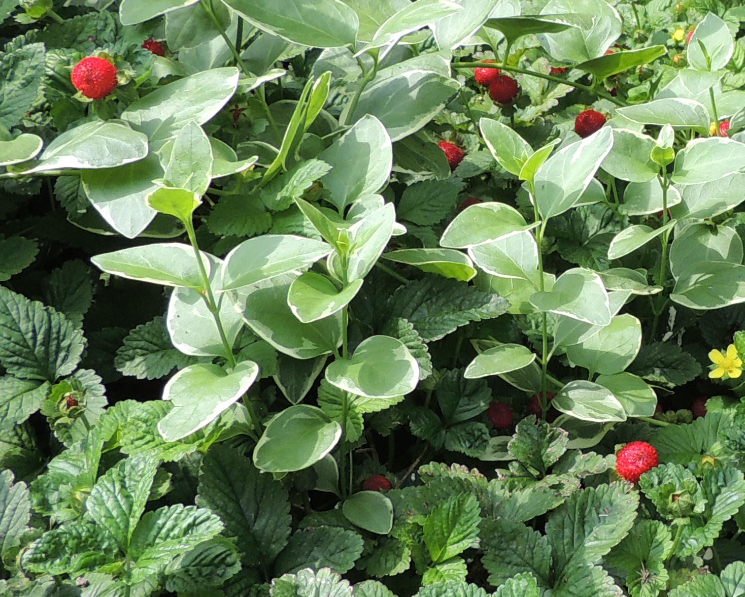 One Girl and One Beagle's Scheibler Treasure Hunt: Starr Houses: 1715 ...