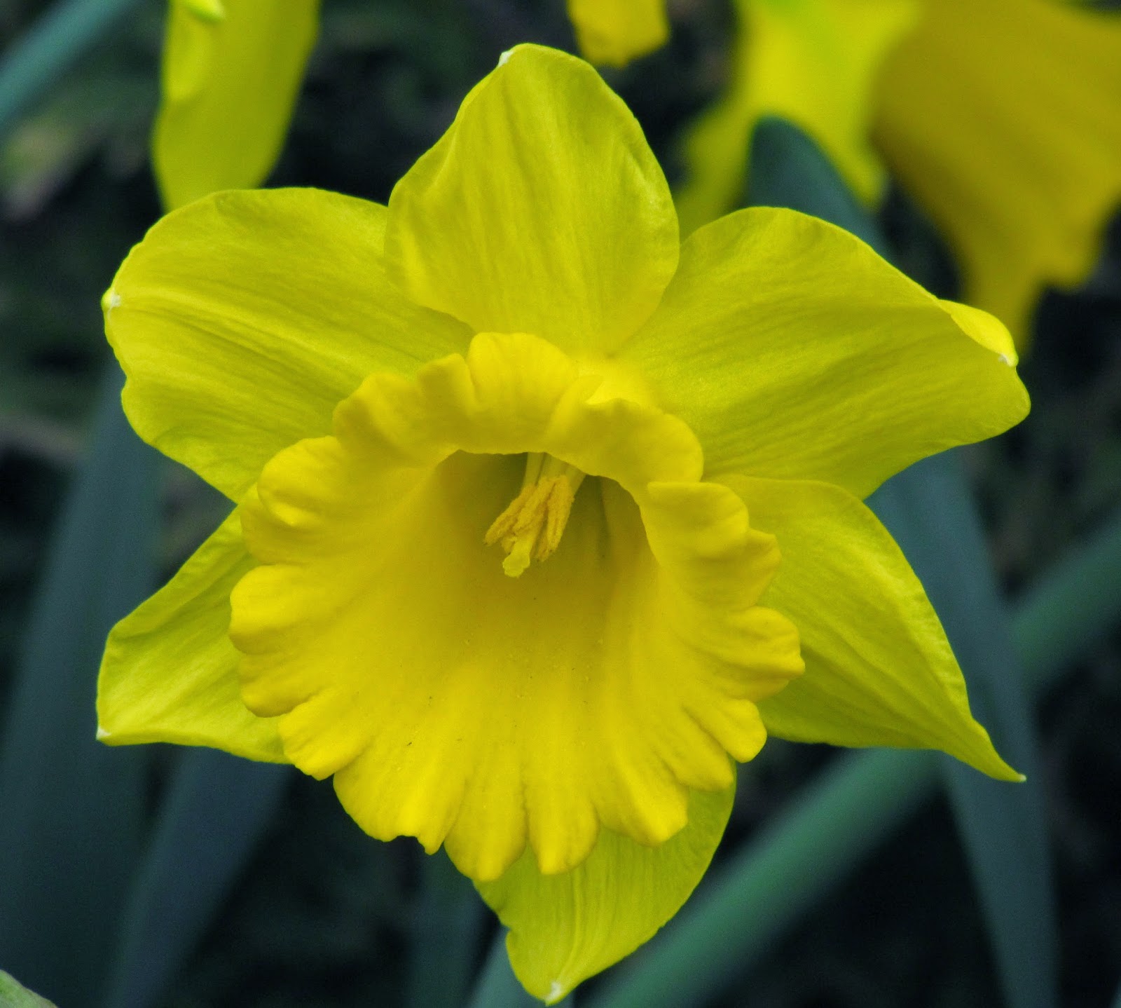 Scene Through My Eyes: Daffodil Time