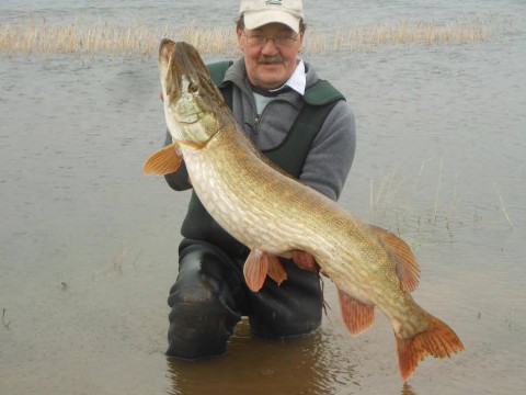 International Fishing News: IRELAND: caught huge 33 pound pike