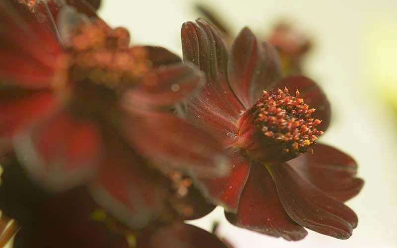 All About Life: Chocolate Cosmos, bunga berbau coklat!