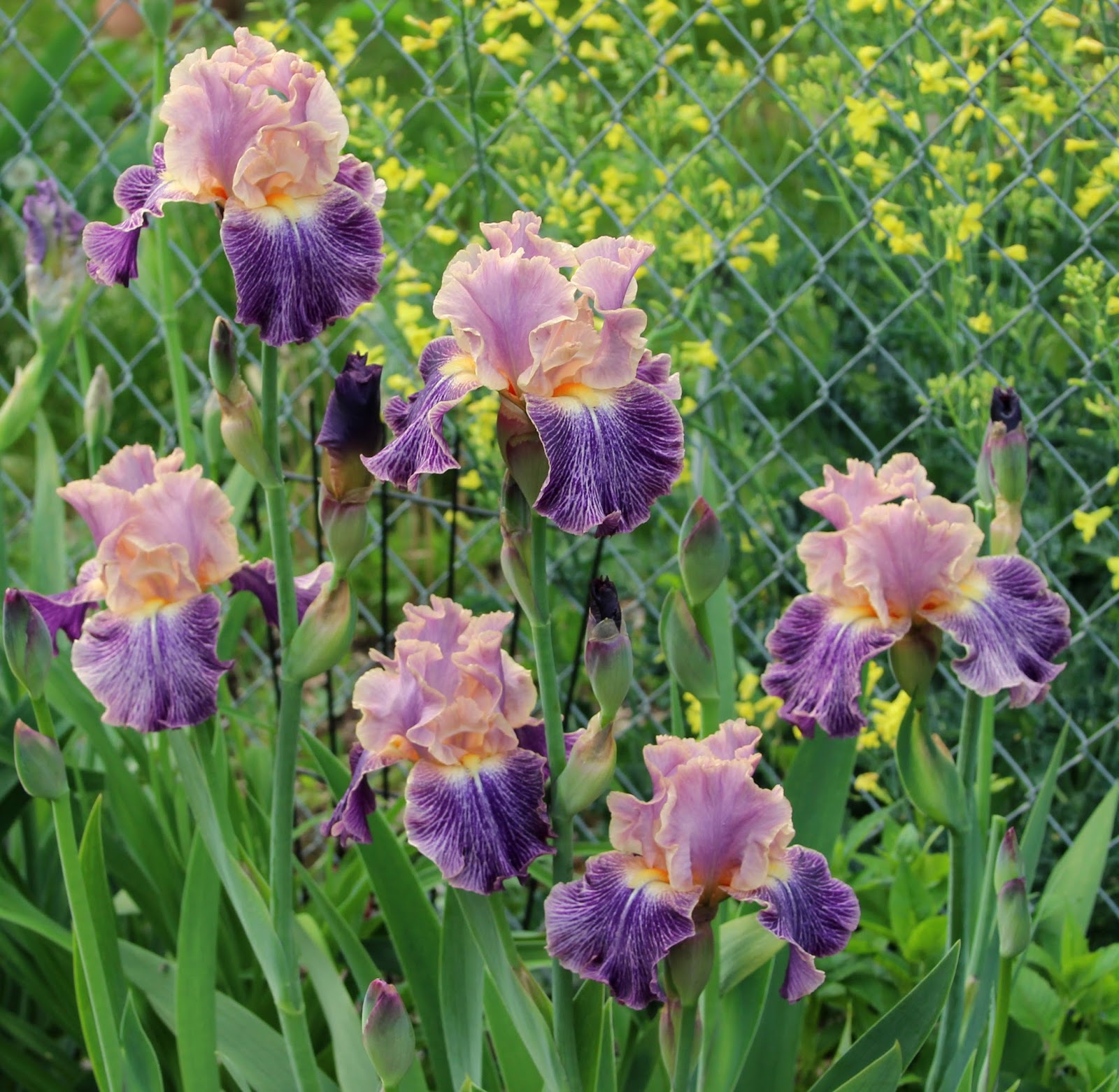 World of Irises: "Talking Irises" TALL BEARDED IRISES 2016--A banner year