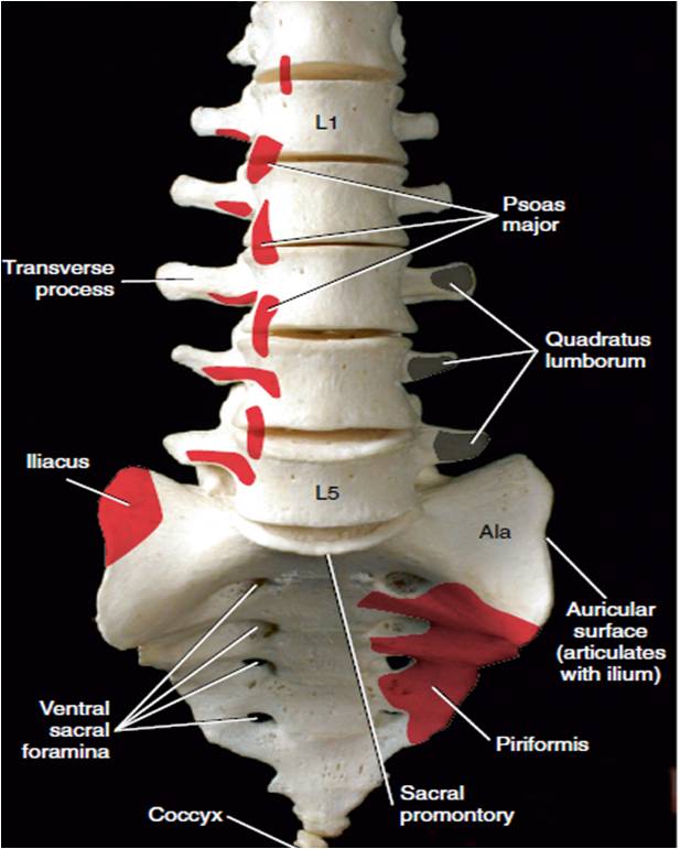 Valoración del movimiento y prescripción de ejercicio: EL SUBSISTEMA ...