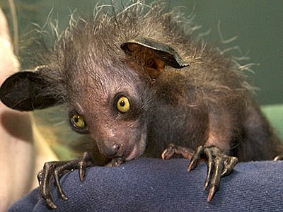 El ojo del buitre: Aye-Aye (Daubentonia madagascariensis)