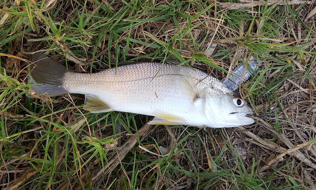 Mosquito Lagoon & Indian River Fishing: Croaker In The River