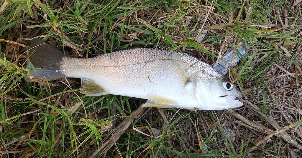 Mosquito Lagoon & Indian River Fishing: Croaker In The River