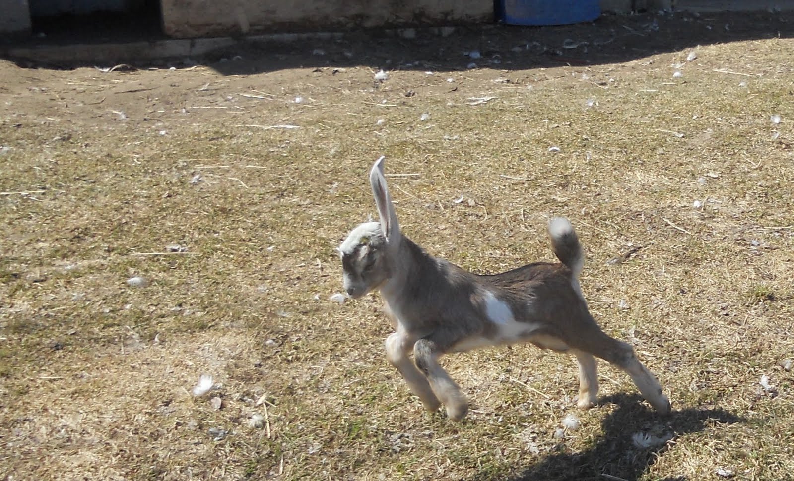 Hen House Diaries: Baby Goat Pictures