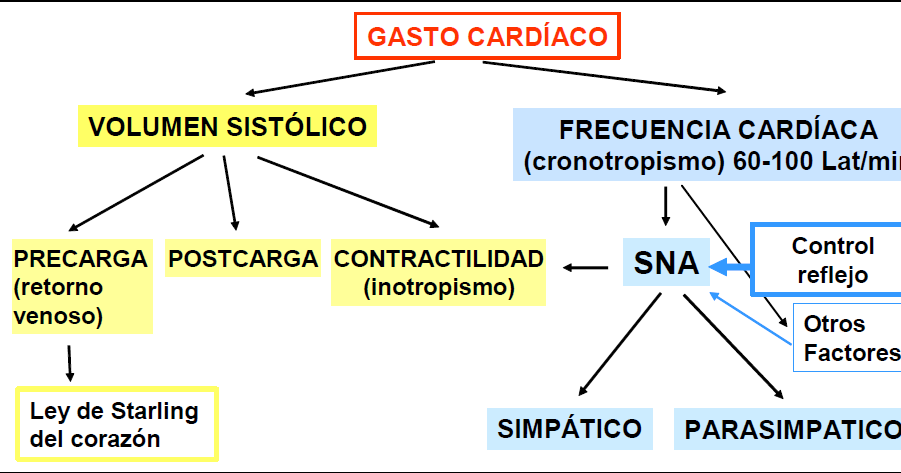 Regulación nerviosa del corazón.