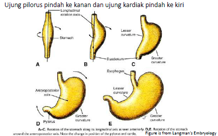 ORGANOGENESIS PADA MANUSIA - Have Fun Learning Biology