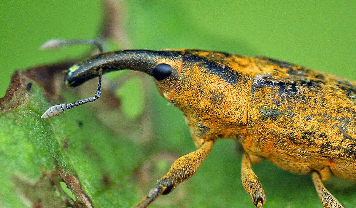 MObugs: Rhubarb Weevil