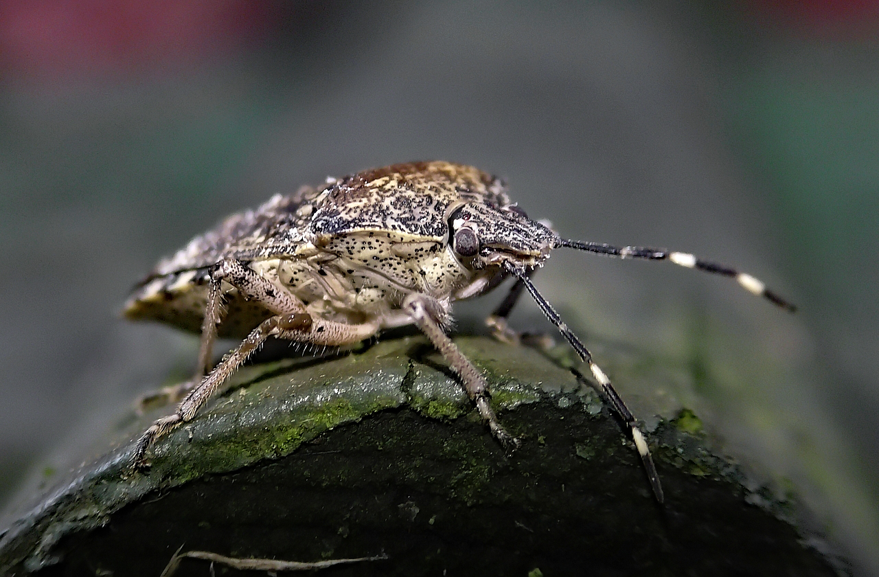 Jozef van der Heijden - Natuurfotografie: Grauwe schildwants ...
