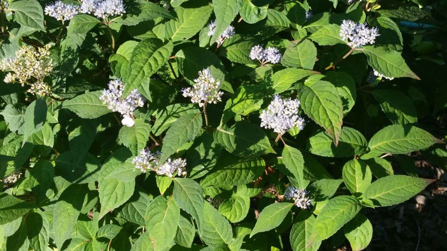 Future Plants by Randy Stewart: Hydrangea - Other Species