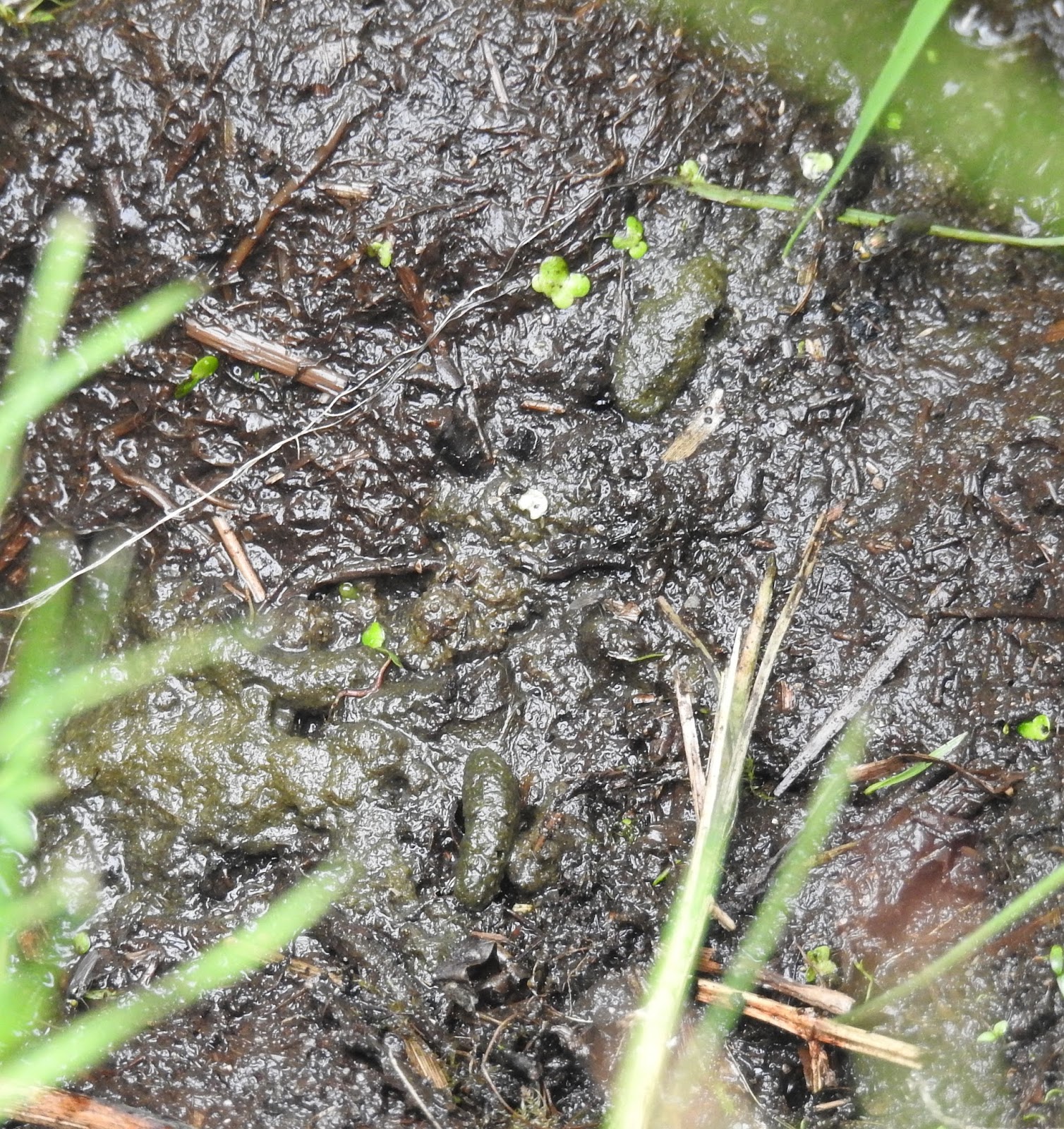 About a Brook: Whixall and Greenfields