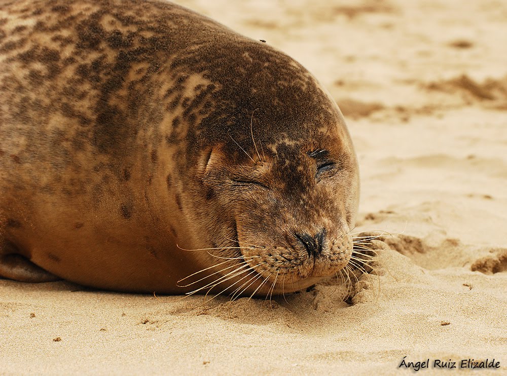 Aves de la Ría de Ajo: Foca moteada en Oriñón...