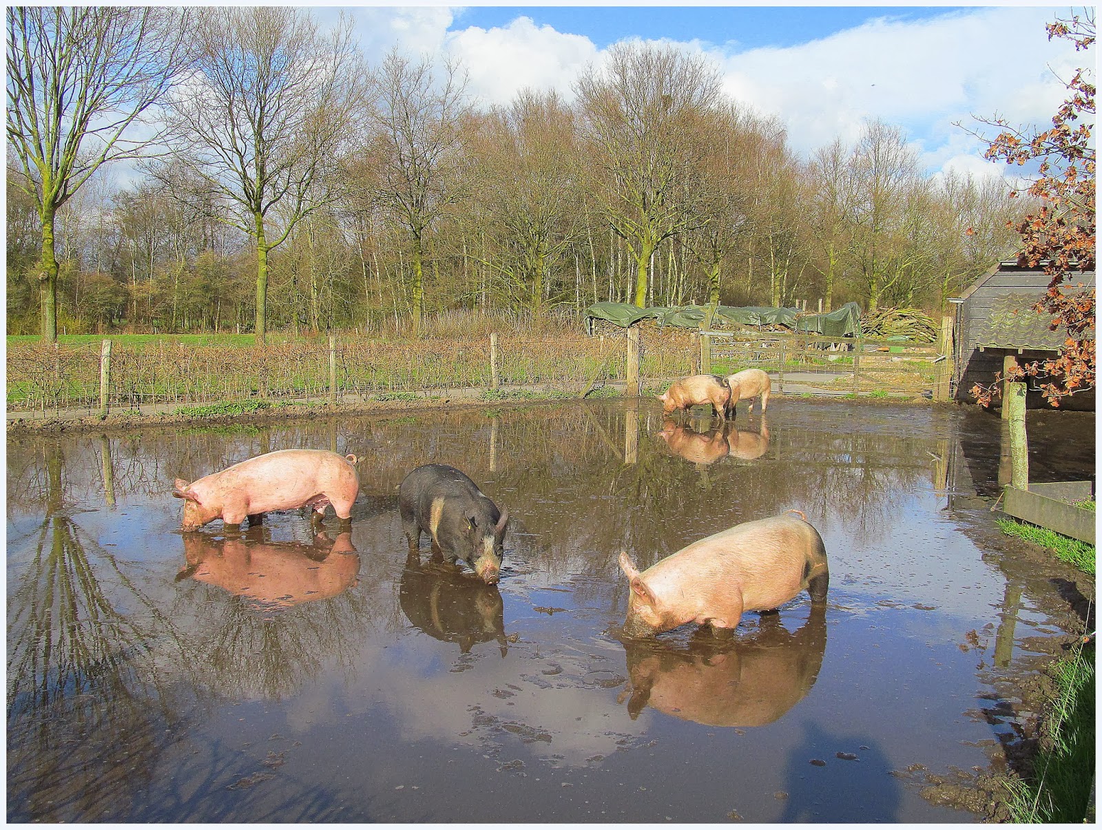Hoorn Des Overvloeds: modderbad