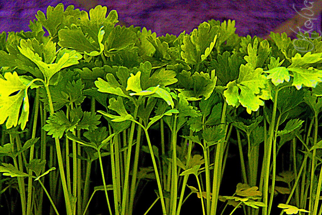 El espiritu de las plantas: Perejil, planta maravillosa