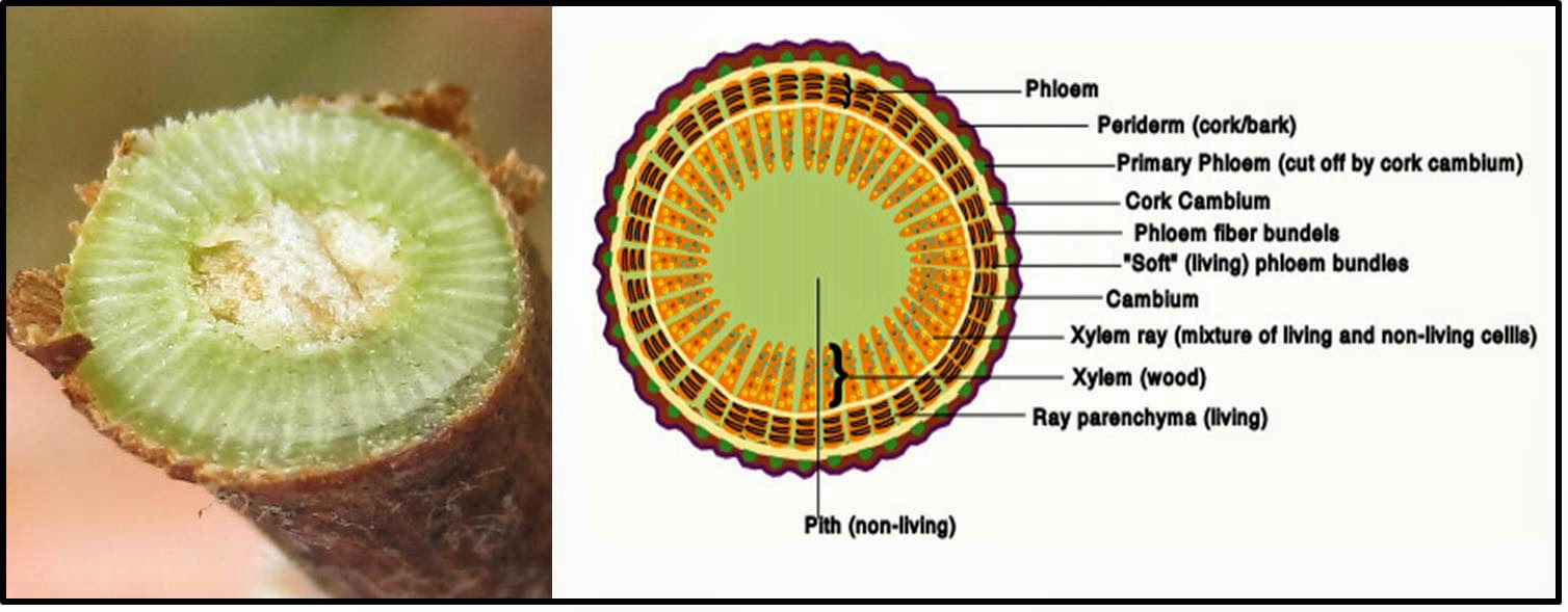 EnoViti: Cross Section of a One Year Old Grape Shoot