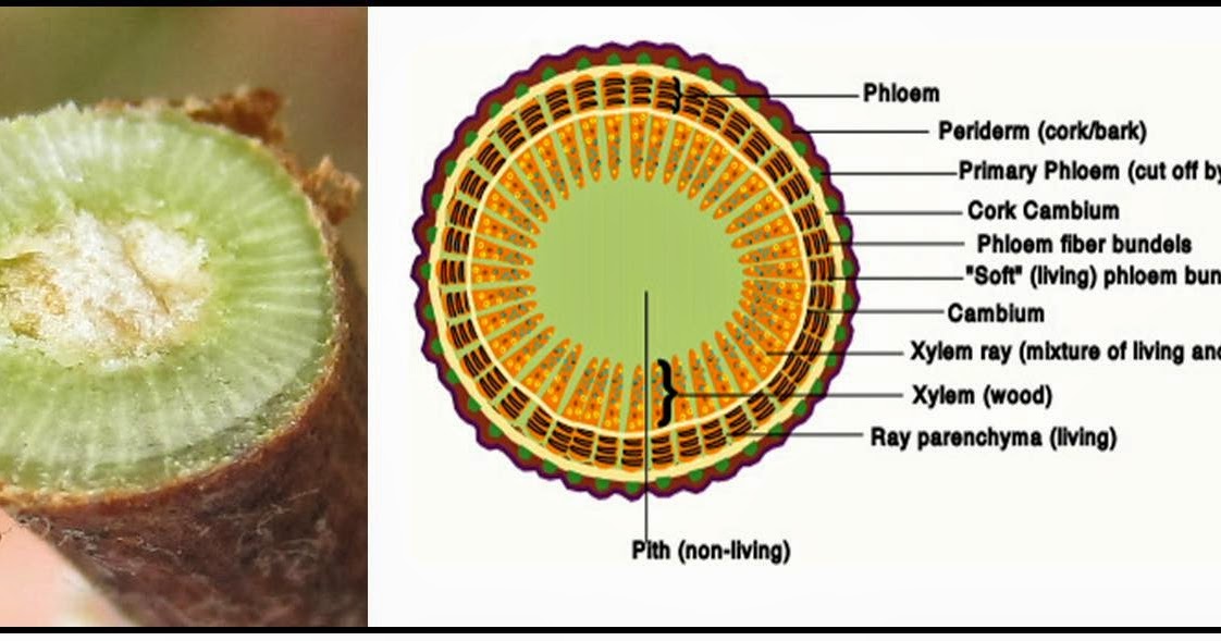 EnoViti: Cross Section of a One Year Old Grape Shoot