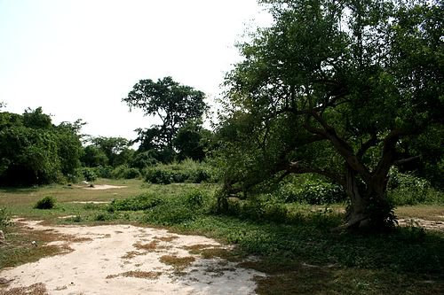 About Forests of Vraja - ISKCON Desire Tree | IDT